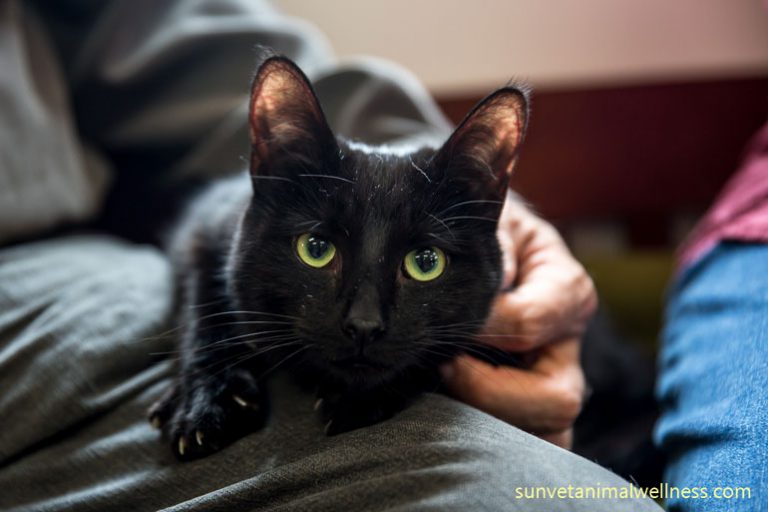 The Truth About Black Cats And The People Who Love Them | Sunvet Animal ...